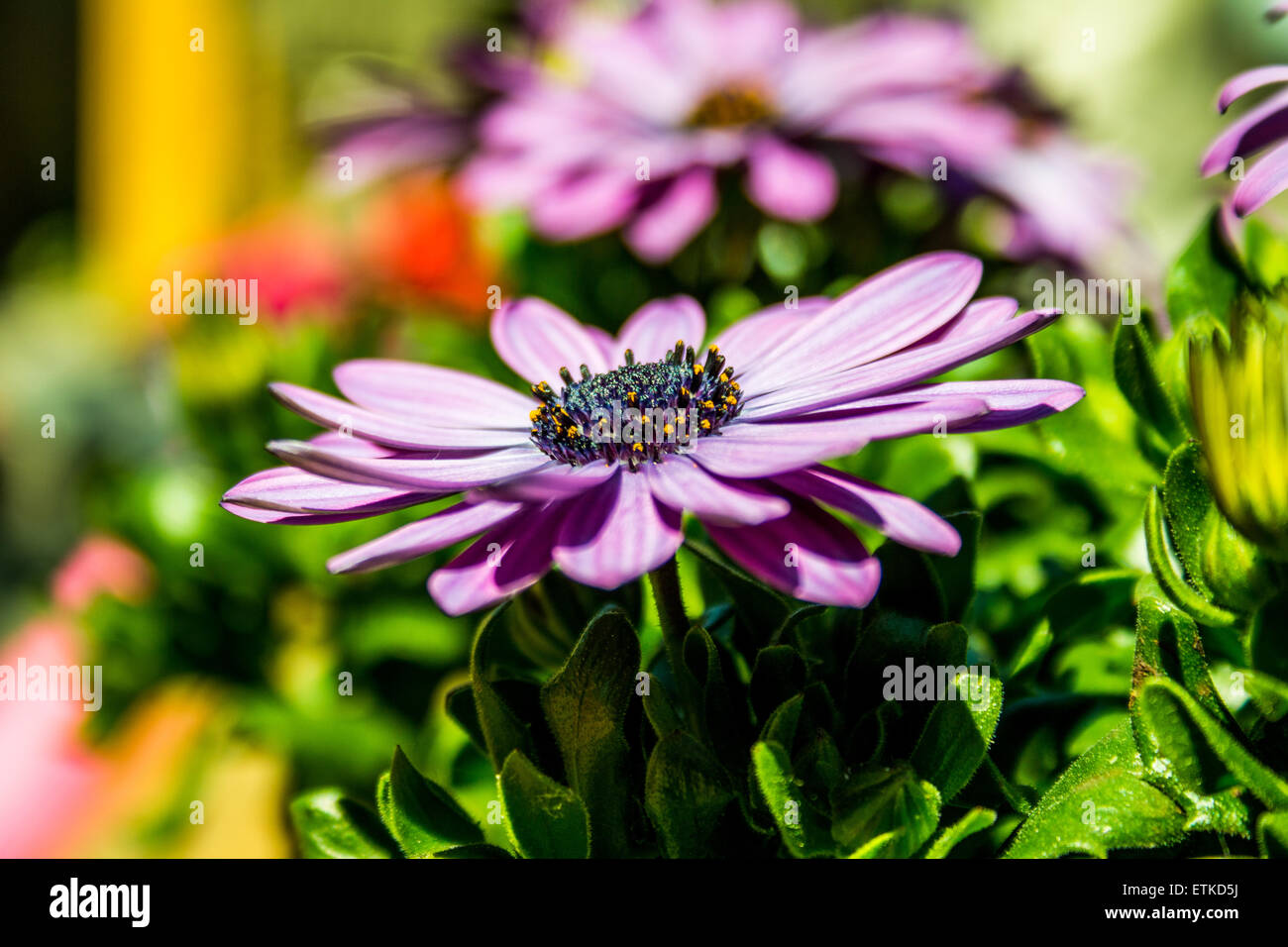 Margarita Flower High Resolution Stock Photography and Images - Alamy