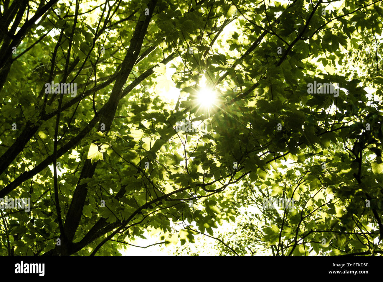 To find light you need to look through the right path Stock Photo - Alamy