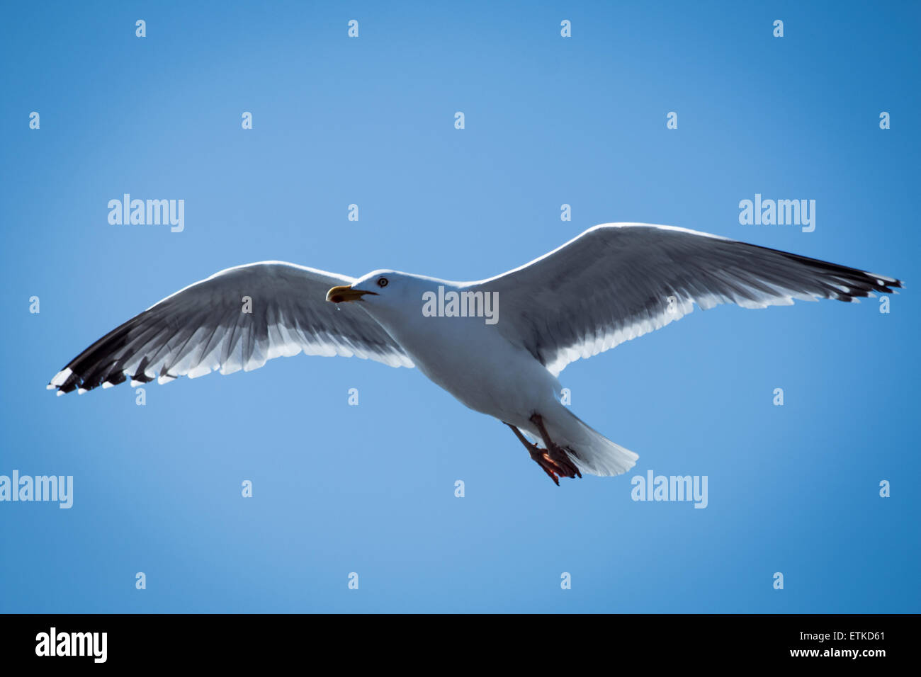 Gliding seagull hi-res stock photography and images - Alamy