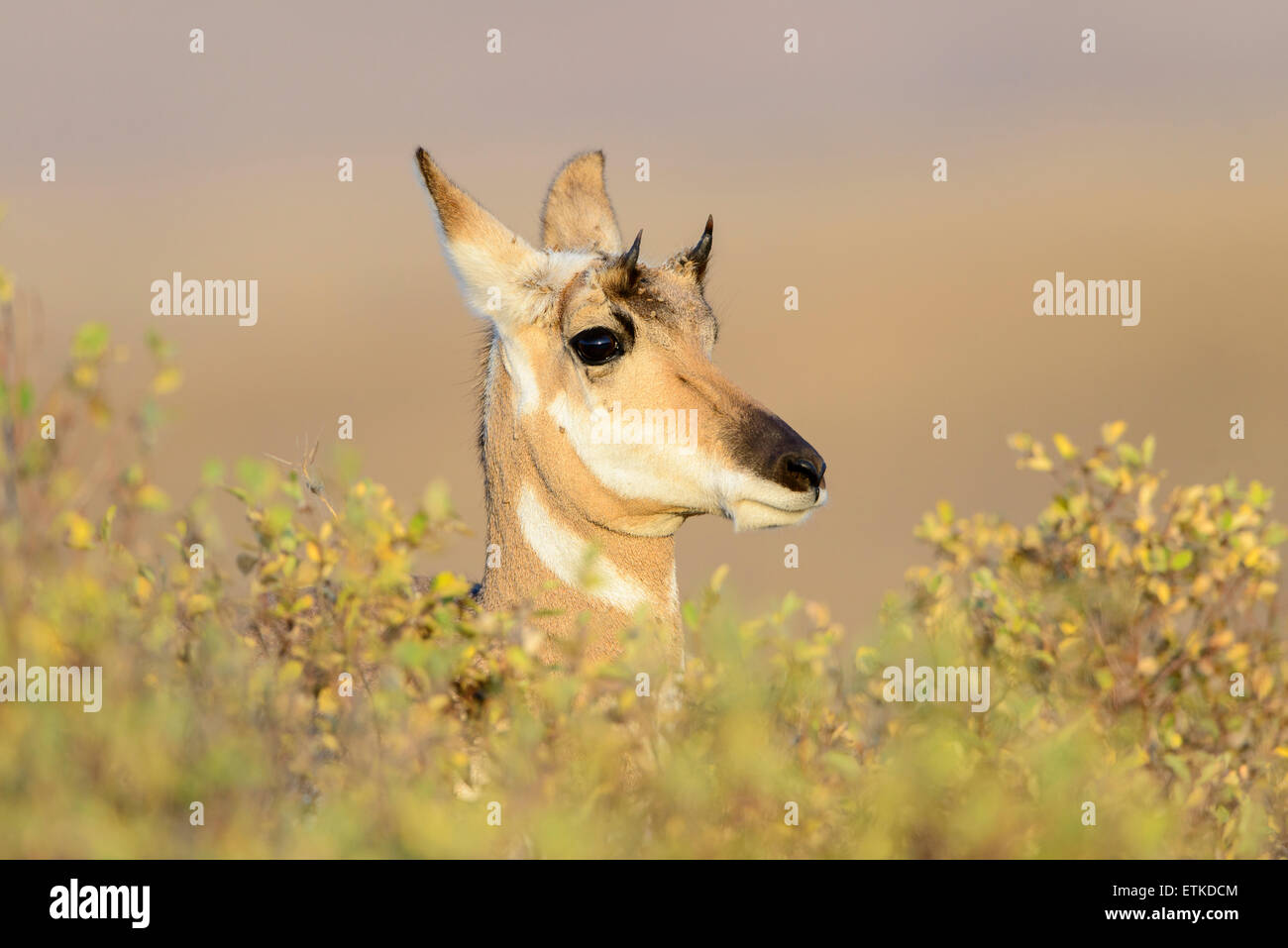 Doe pronghorn hi-res stock photography and images - Alamy