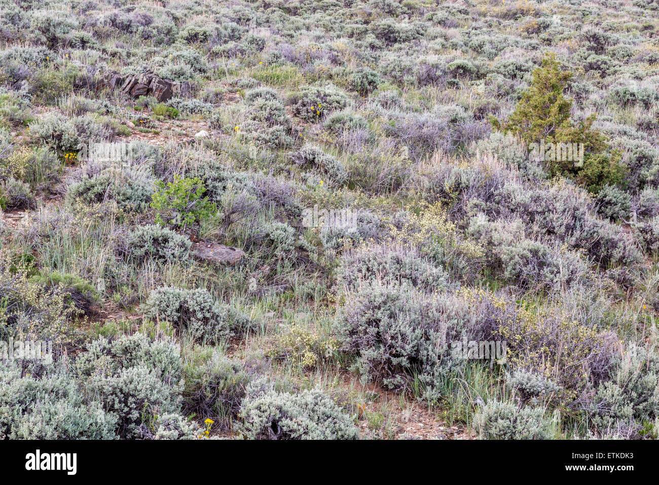 sagebrush, wildflowers and other shrubs - North Park of Colorado in ...