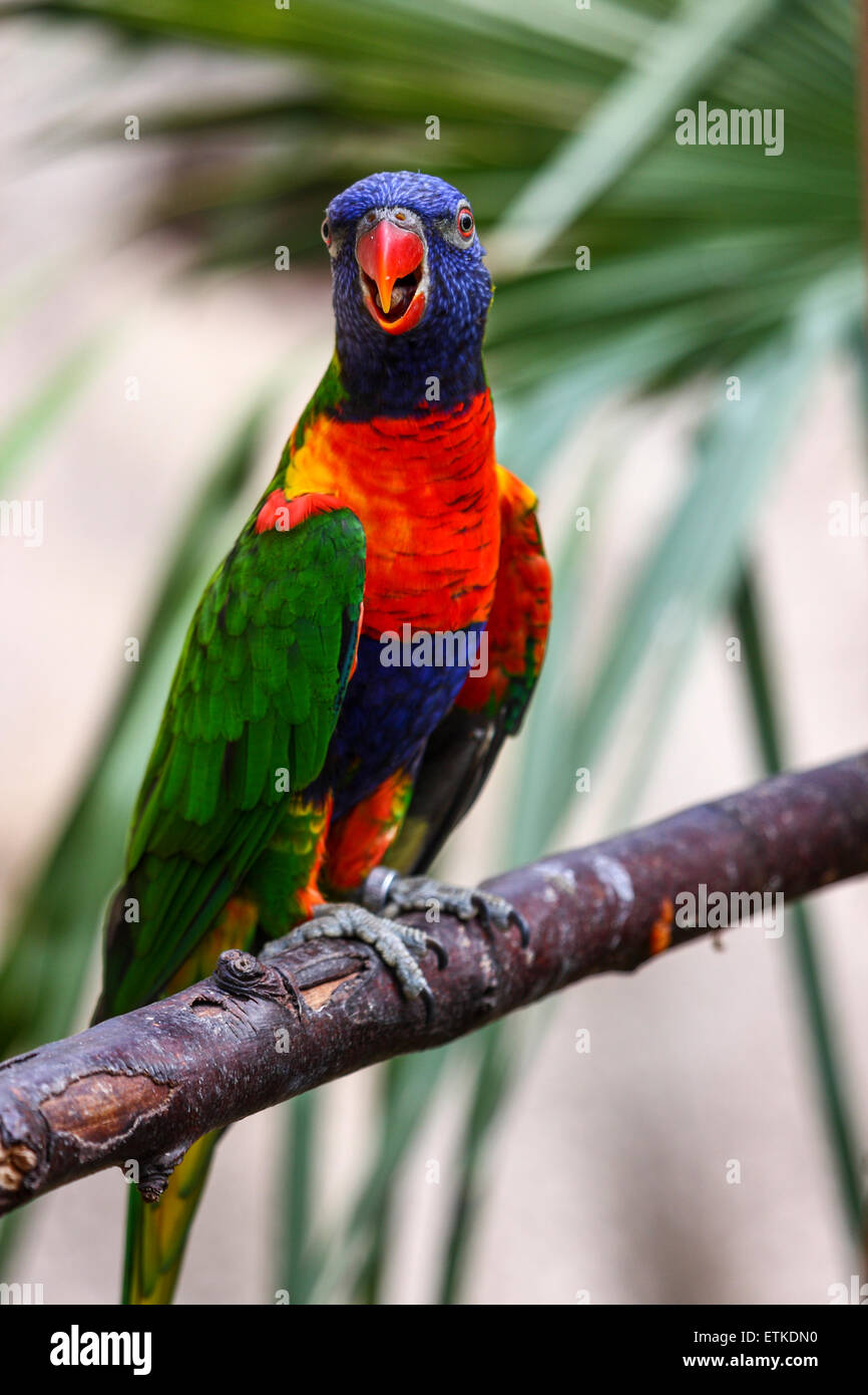Colourful rainbow lorikeet parrot Stock Photo - Alamy
