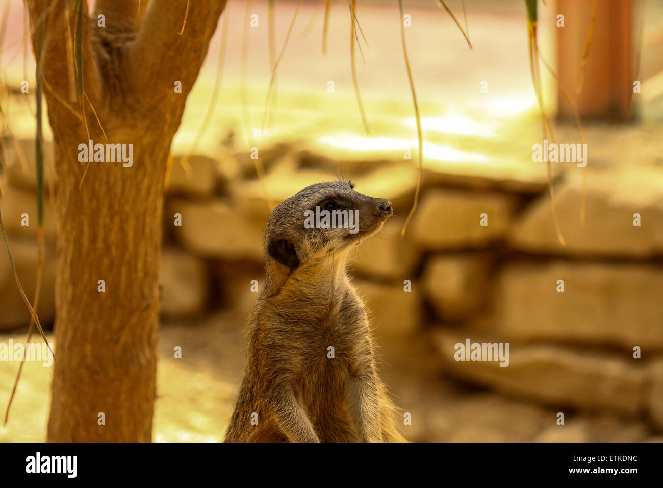 Meerkat on lookout duties Stock Photo - Alamy