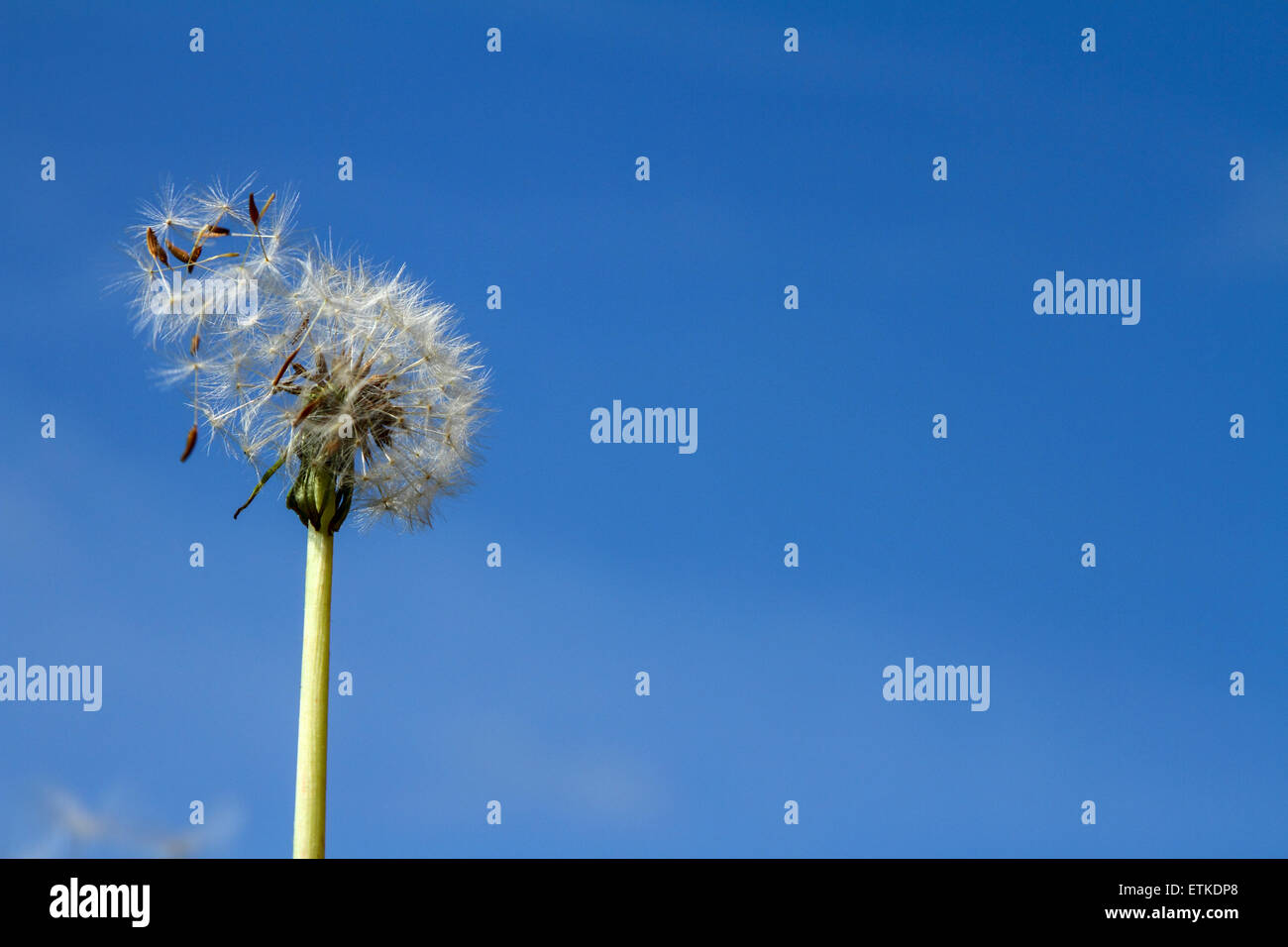 Dandelion seed head Stock Photo - Alamy Dandelion seed head Stock Photo - Alamy
