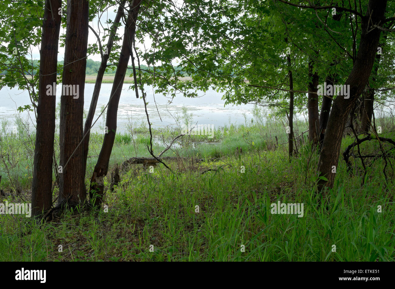 forest thicket along banks of gun club lake in minnesota valley ...