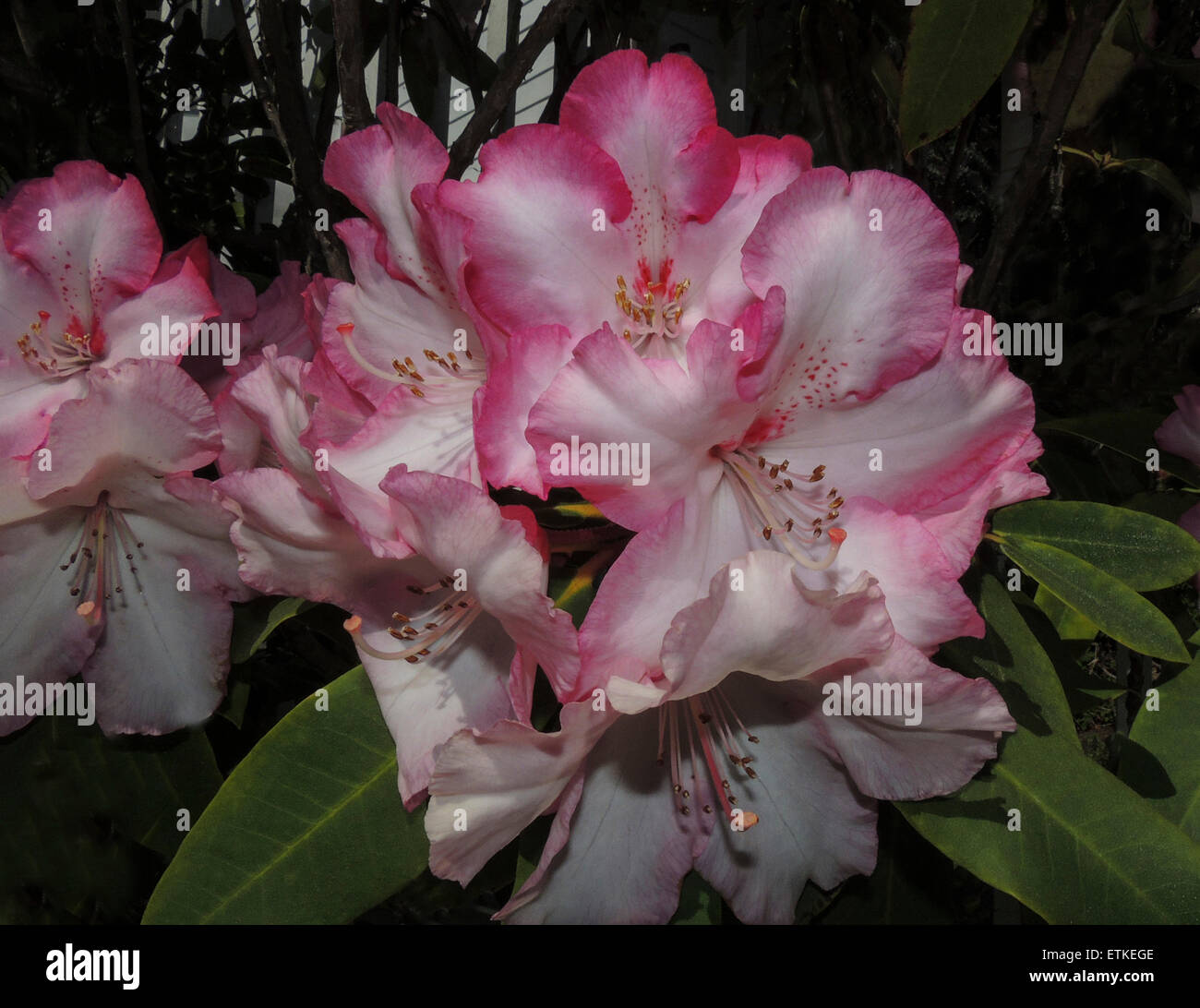 The early spring bloom of an evergreen Rhododendron, Sierra foothills ...