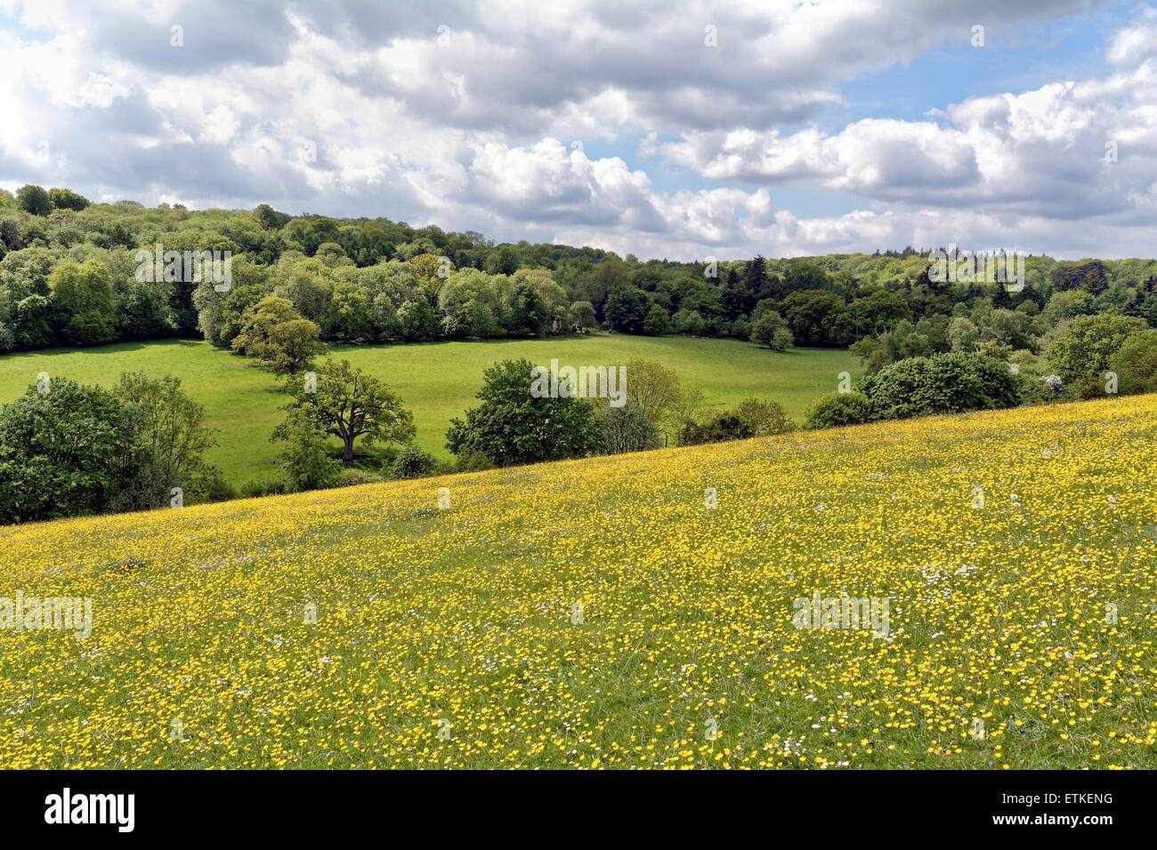 Countryside at Ranmore Common Surrey Hills UK Stock Photo - Alamy