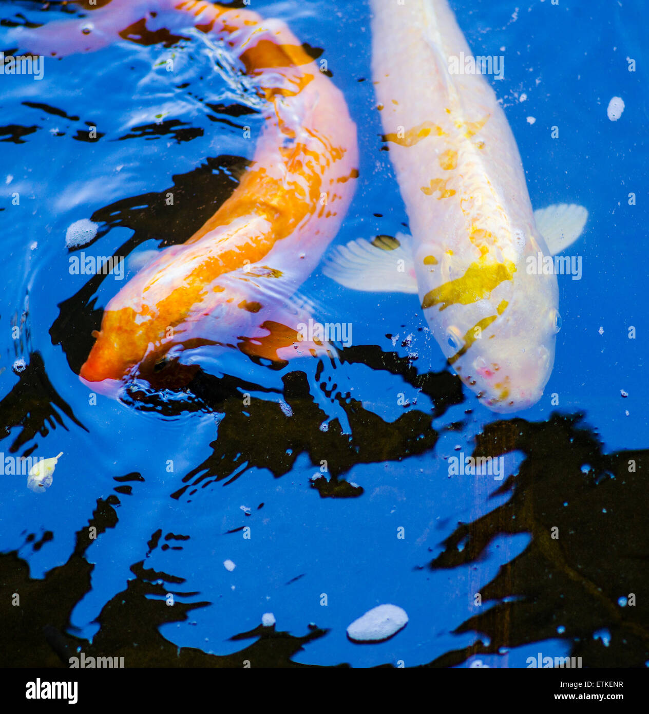 Koi, Cyprinus Carpo, national fish of Japan, Kaua’i Marriott Resort ...