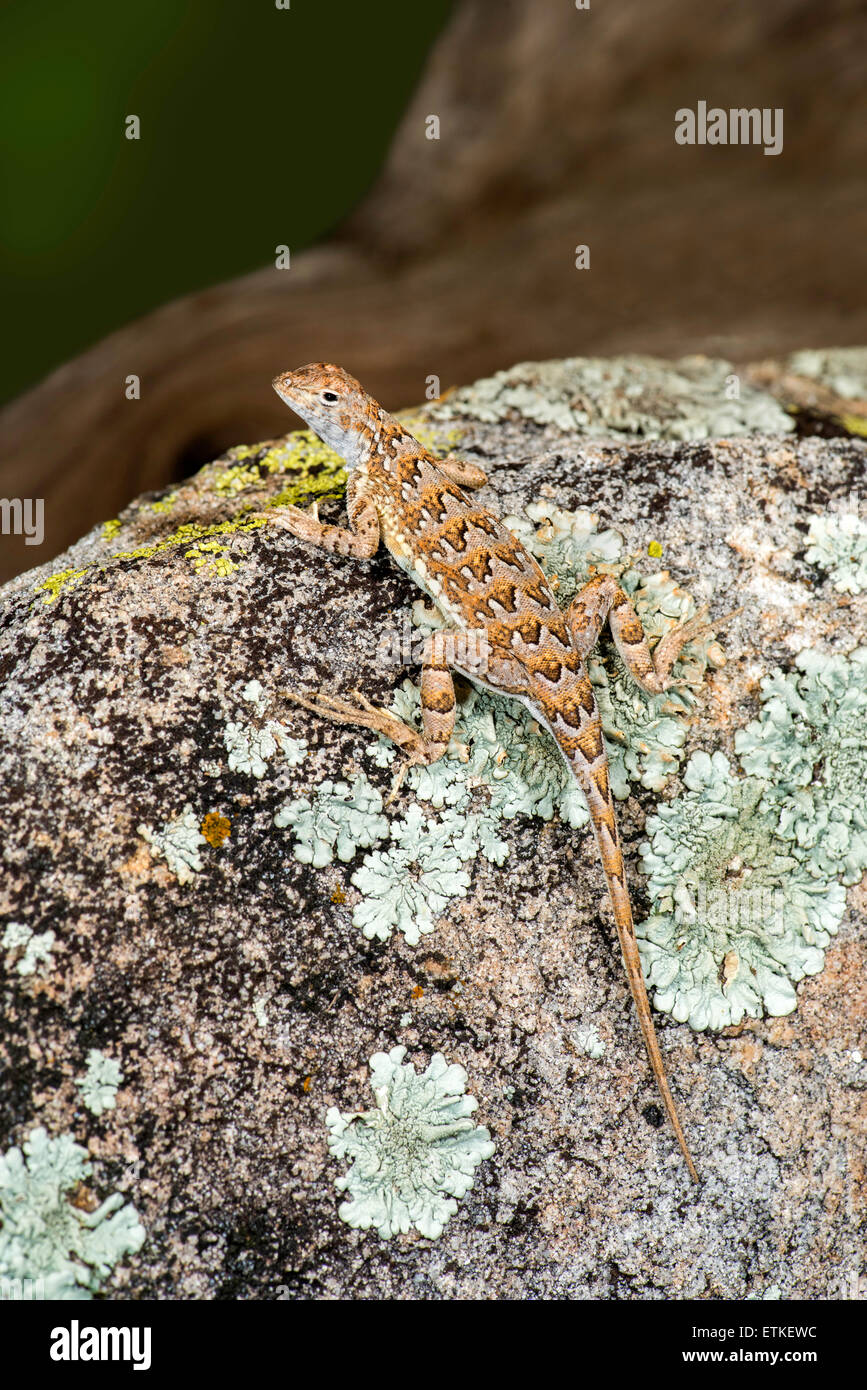 Elegant Earless Lizard Holbrookia elegans Tucson, Pima County, Arizona ...