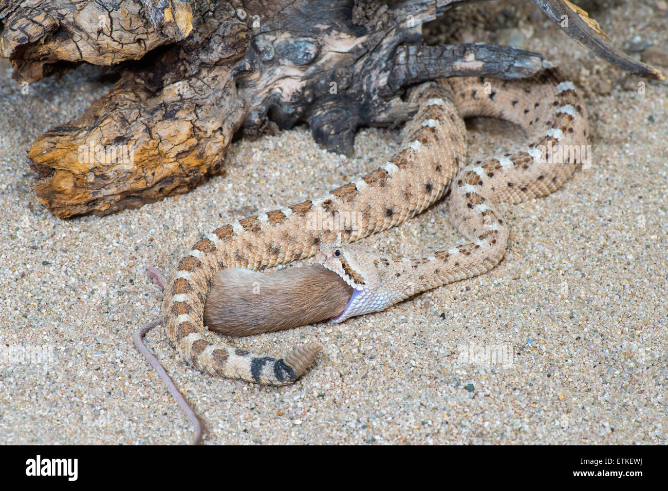 Crotalus Cerastes Cercobombus