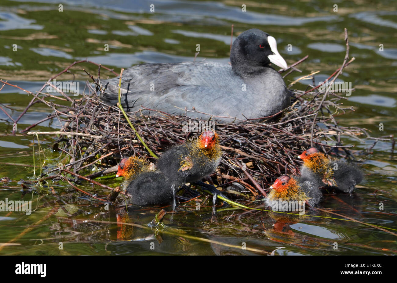 Coots: Five Great Reasons To Love This Bird, 47% OFF