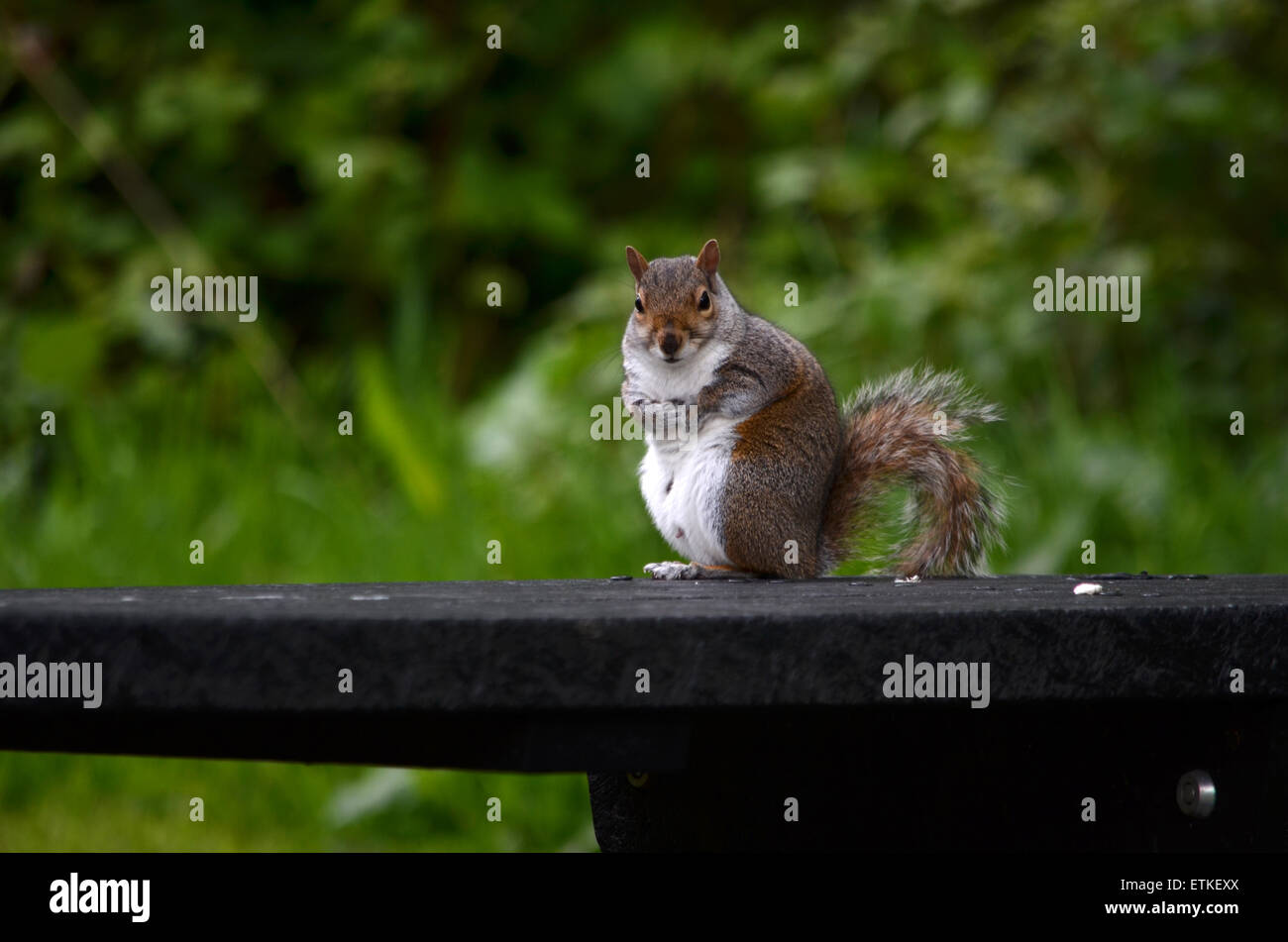 Squirrel on the picnic table Stock Photo - Alamy