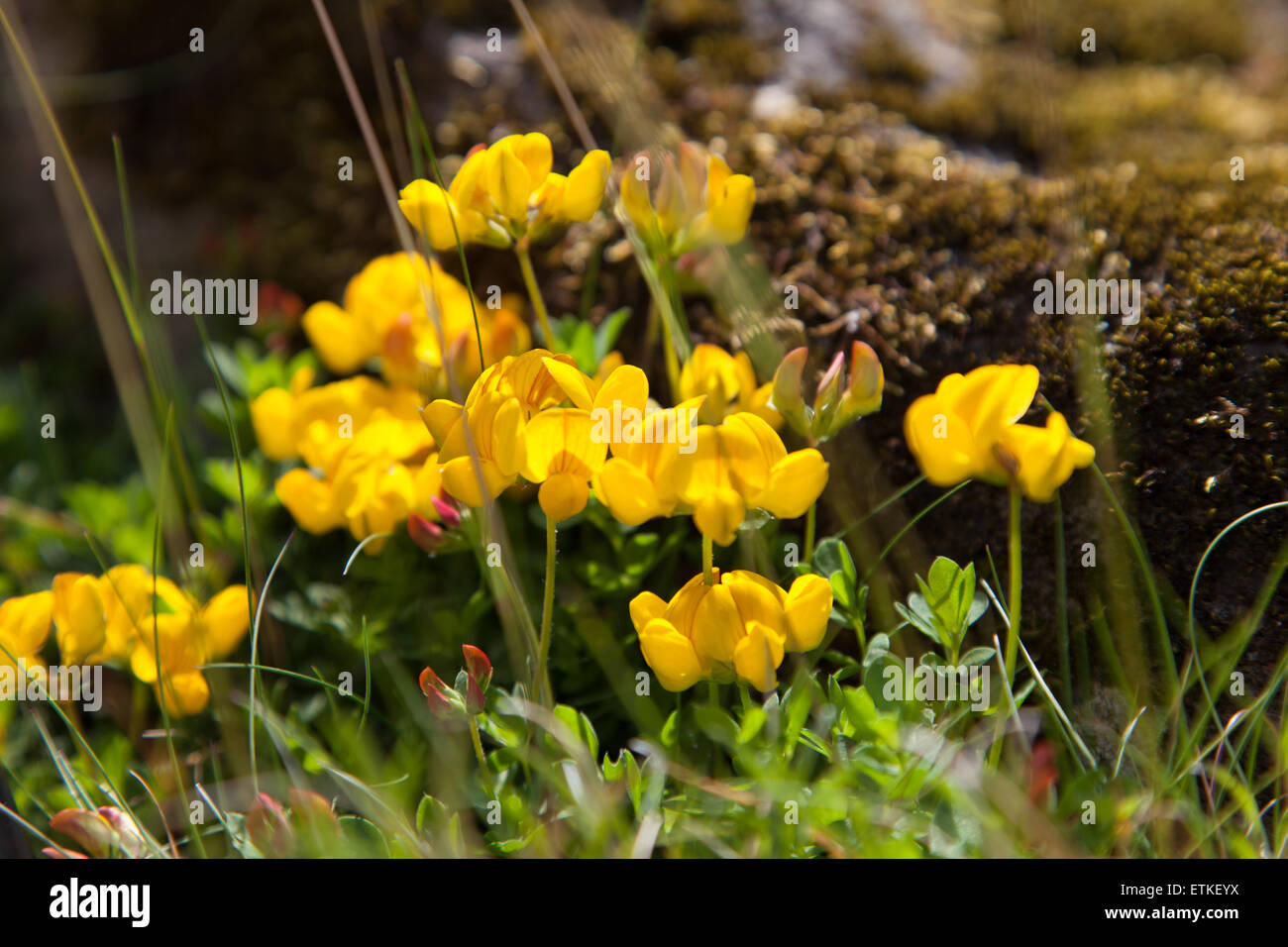 Birdsfoot Trefoil Stock Photos & Birdsfoot Trefoil Stock Images - Alamy