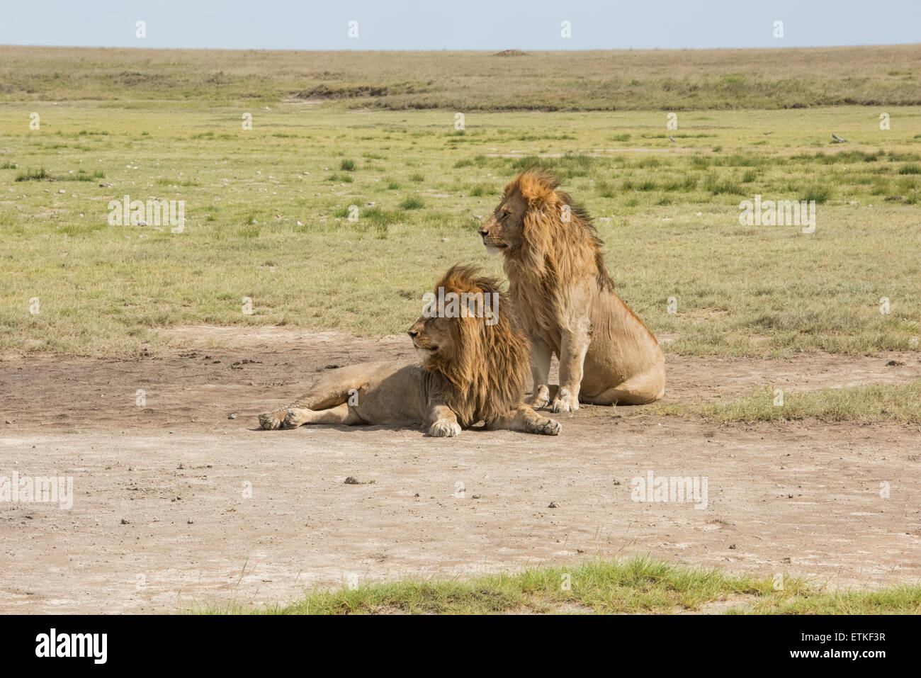 Two male lions sitting together, Serengeti National Park, Tanzania ...
