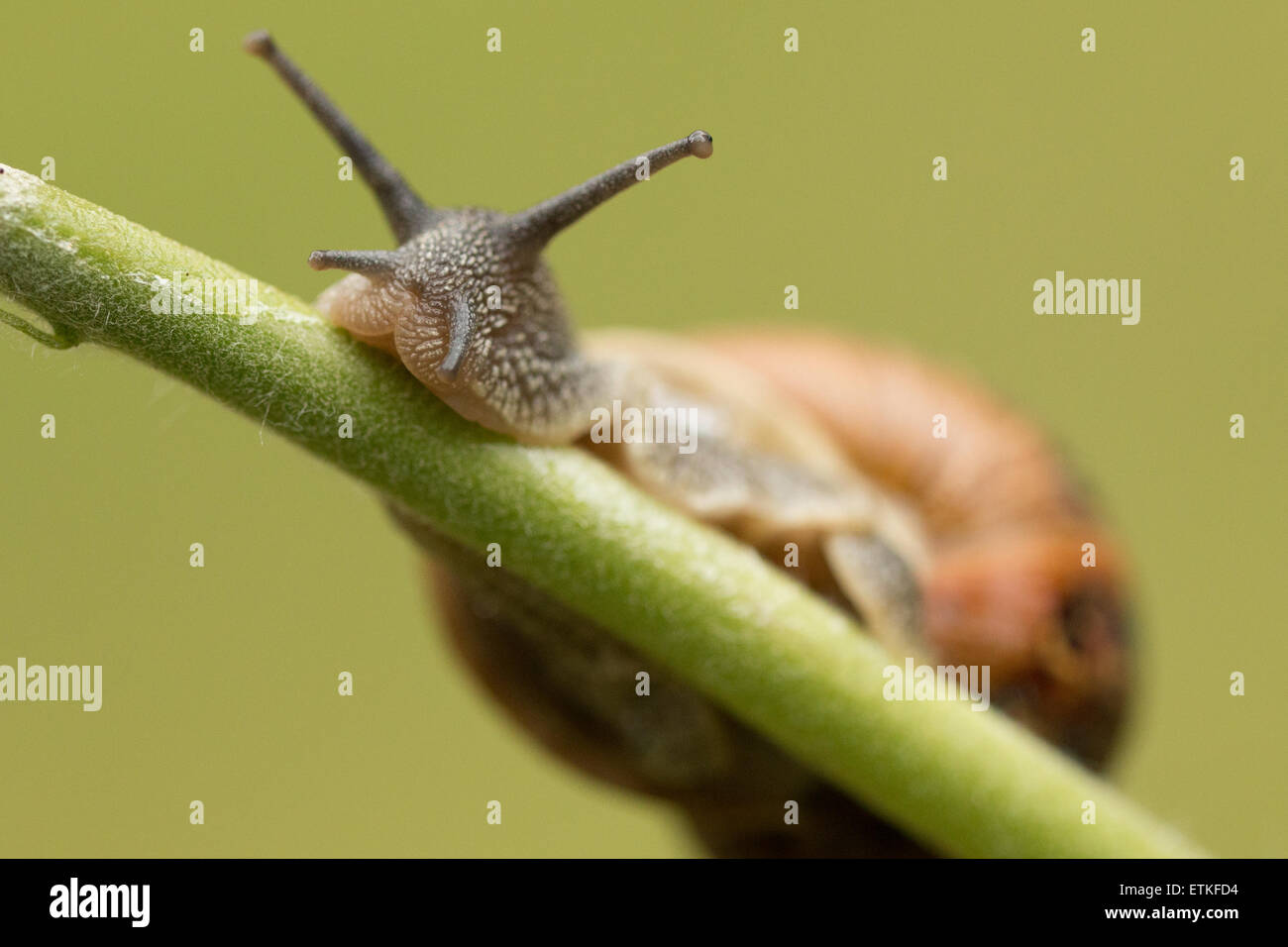 Antenna snail hi-res stock photography and images - Alamy