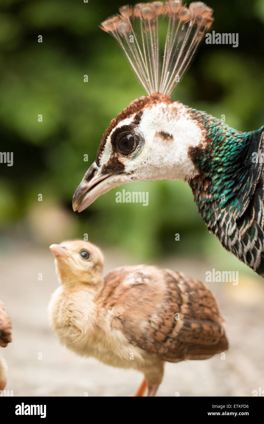 Peacock and peachick Stock Photo - Alamy