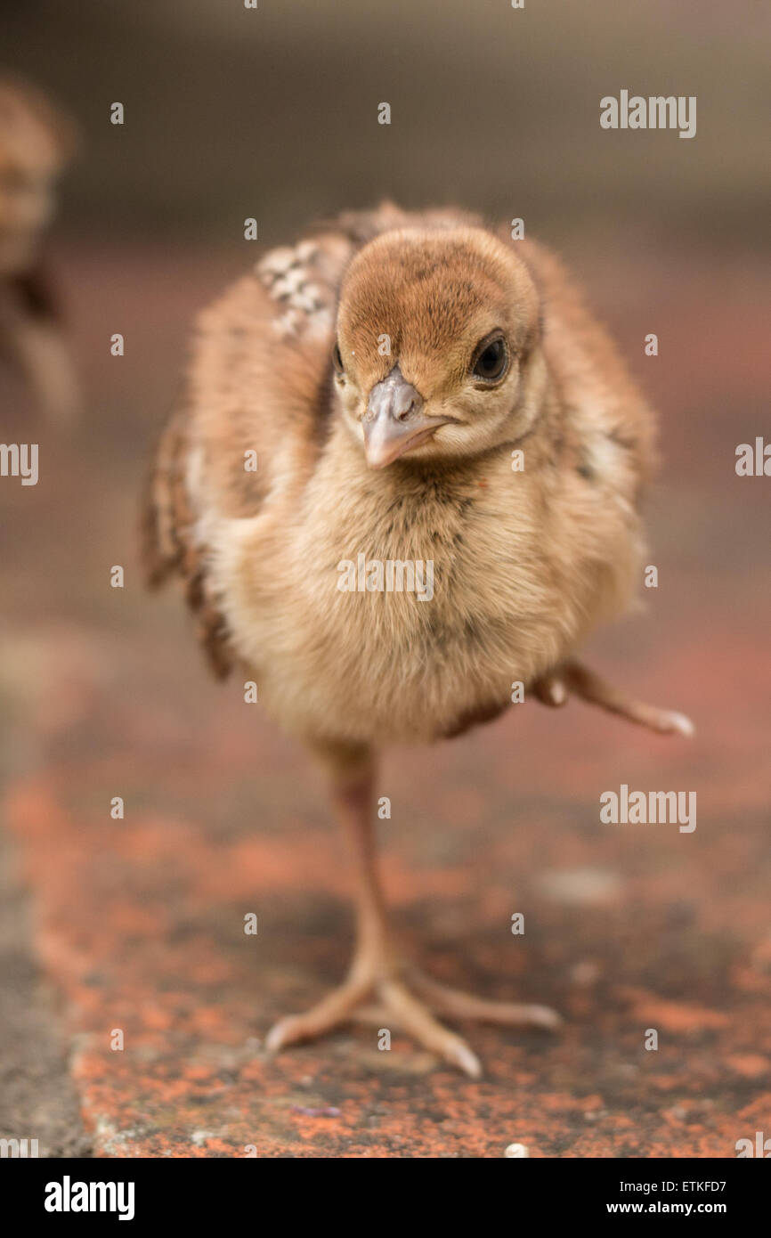 Cute peachick hi-res stock photography and images - Alamy
