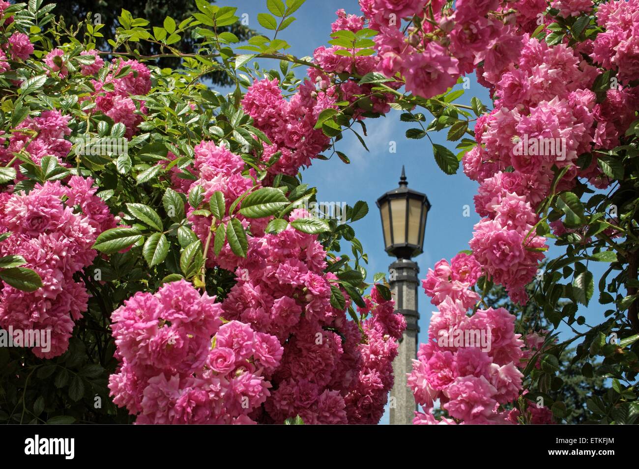Rose garden arbor hi-res stock photography and images - Alamy