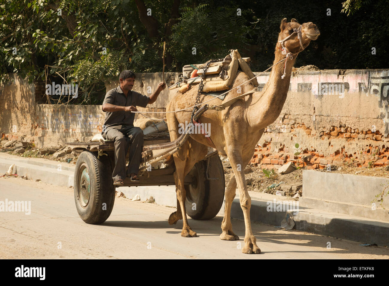 Camel drawn cart hi-res stock photography and images - Alamy