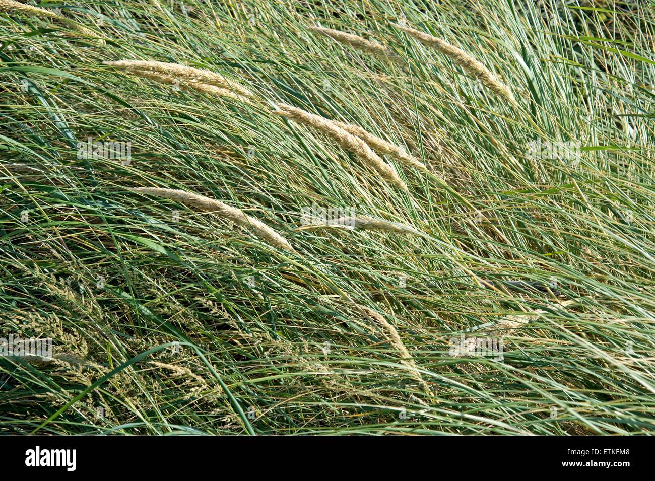 Detail and pattern of grasses along the Oregon coastline, near the ...