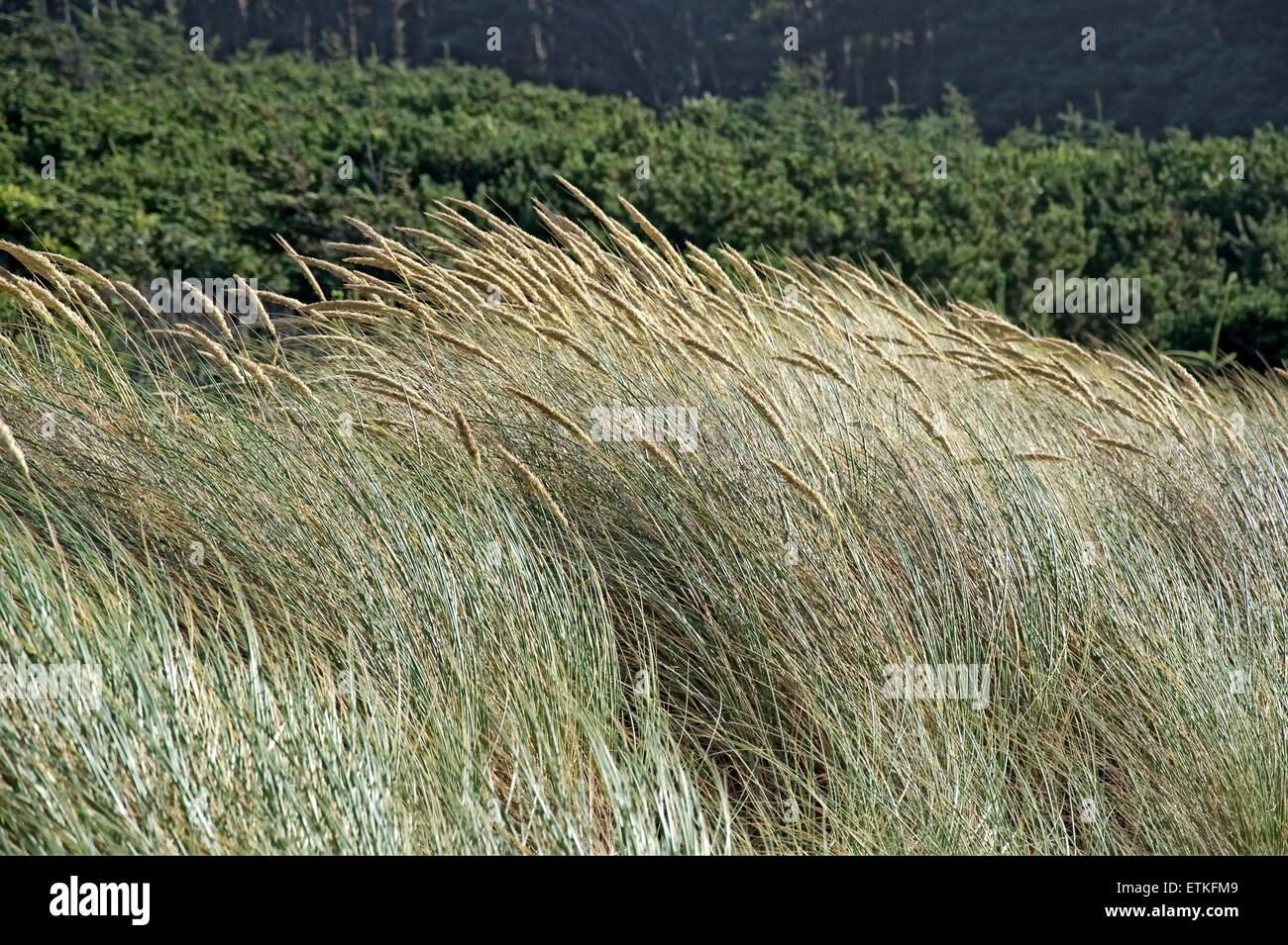 Detail and pattern of grasses along the Oregon coastline, near the ...