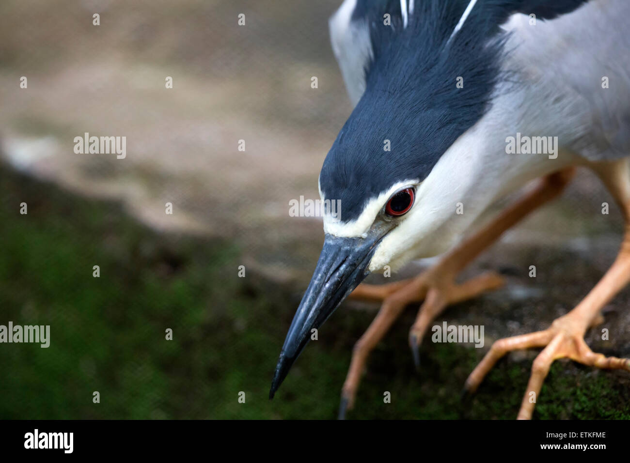 A Black Crowned Night Heron ( Nycticorax nycticorax Stock Photo - Alamy
