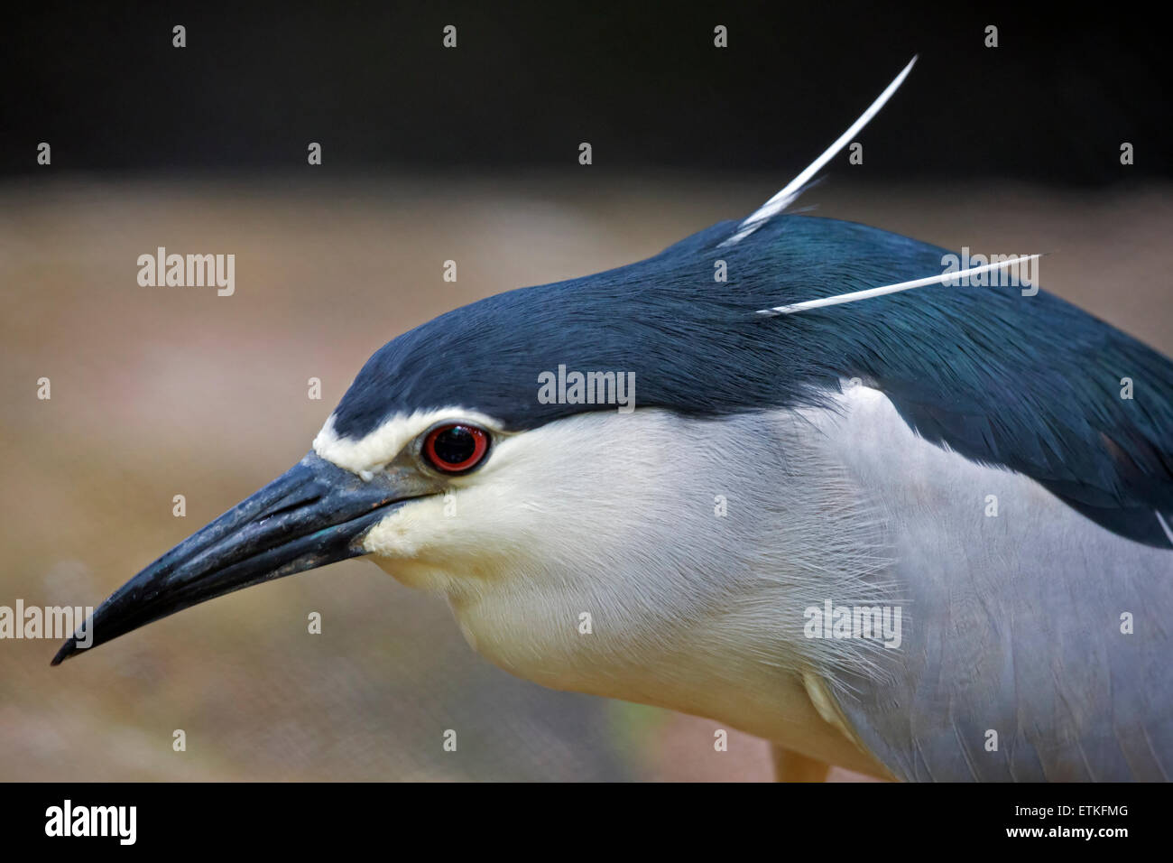 A Black Crowned Night Heron ( Nycticorax nycticorax Stock Photo - Alamy