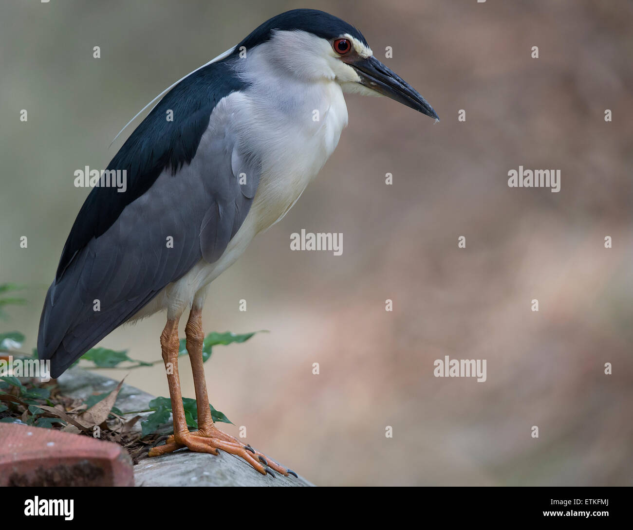 A Black Crowned Night Heron ( Nycticorax nycticorax Stock Photo - Alamy