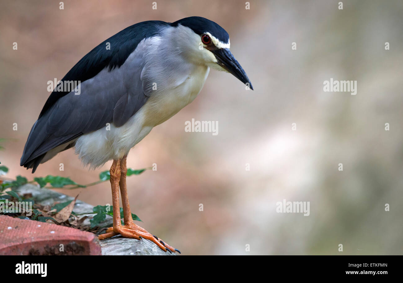 A Black Crowned Night Heron ( Nycticorax nycticorax Stock Photo - Alamy