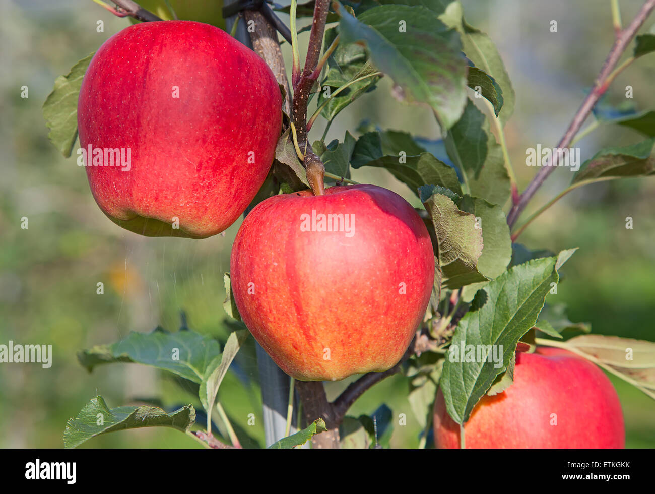 Apple garden full of riped red apples Stock Photo - Alamy