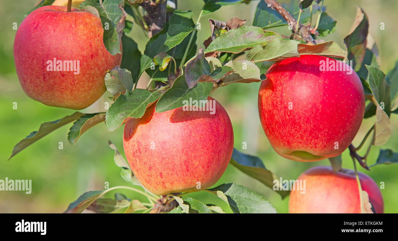 Apple garden full of riped red apples Stock Photo - Alamy