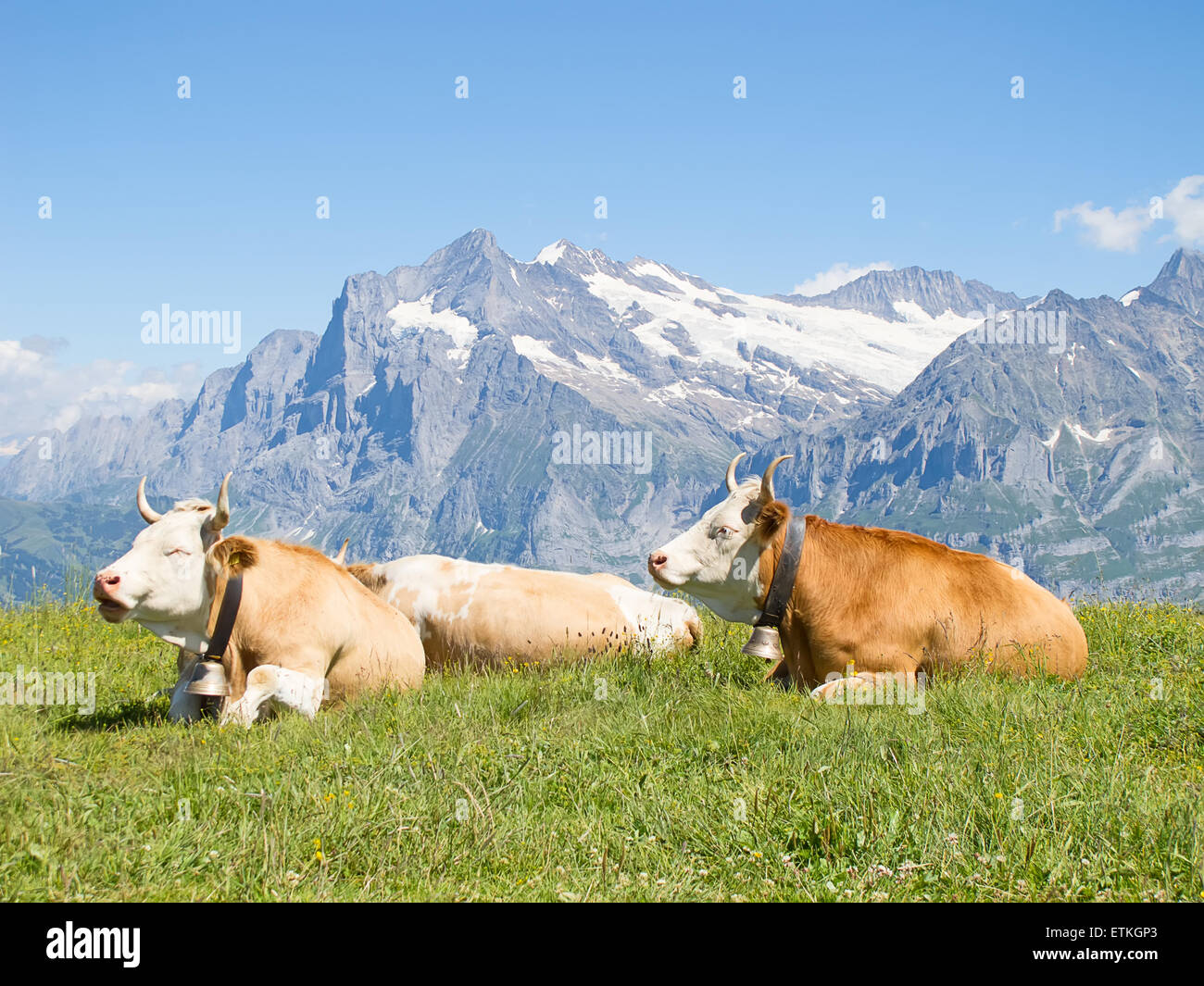 Swiss cow in the alps Stock Photo - Alamy