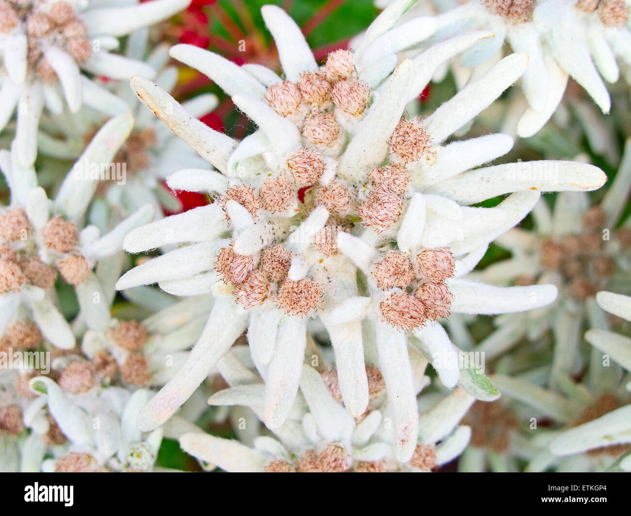Famous flower Edelweiss (Leontopodium alpinum), symbol of alps Stock ...