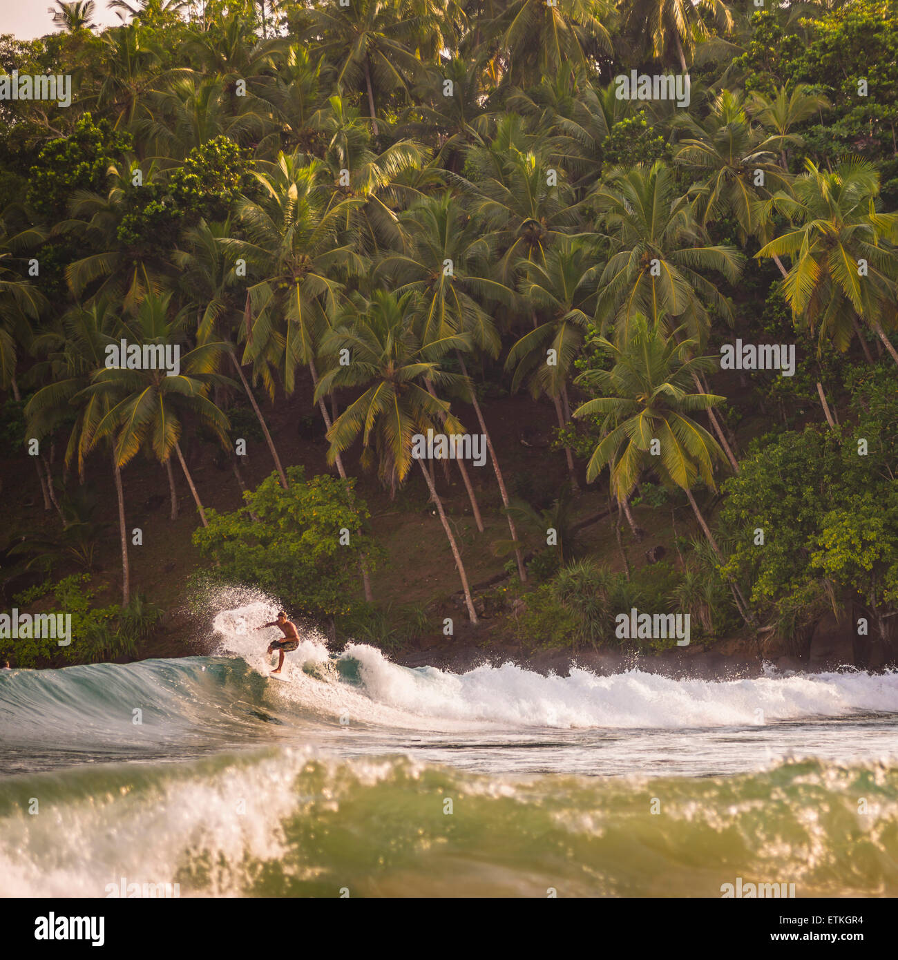 Mirissa Beach, surfer surfing at sunset, South Coast of Sri Lanka ...