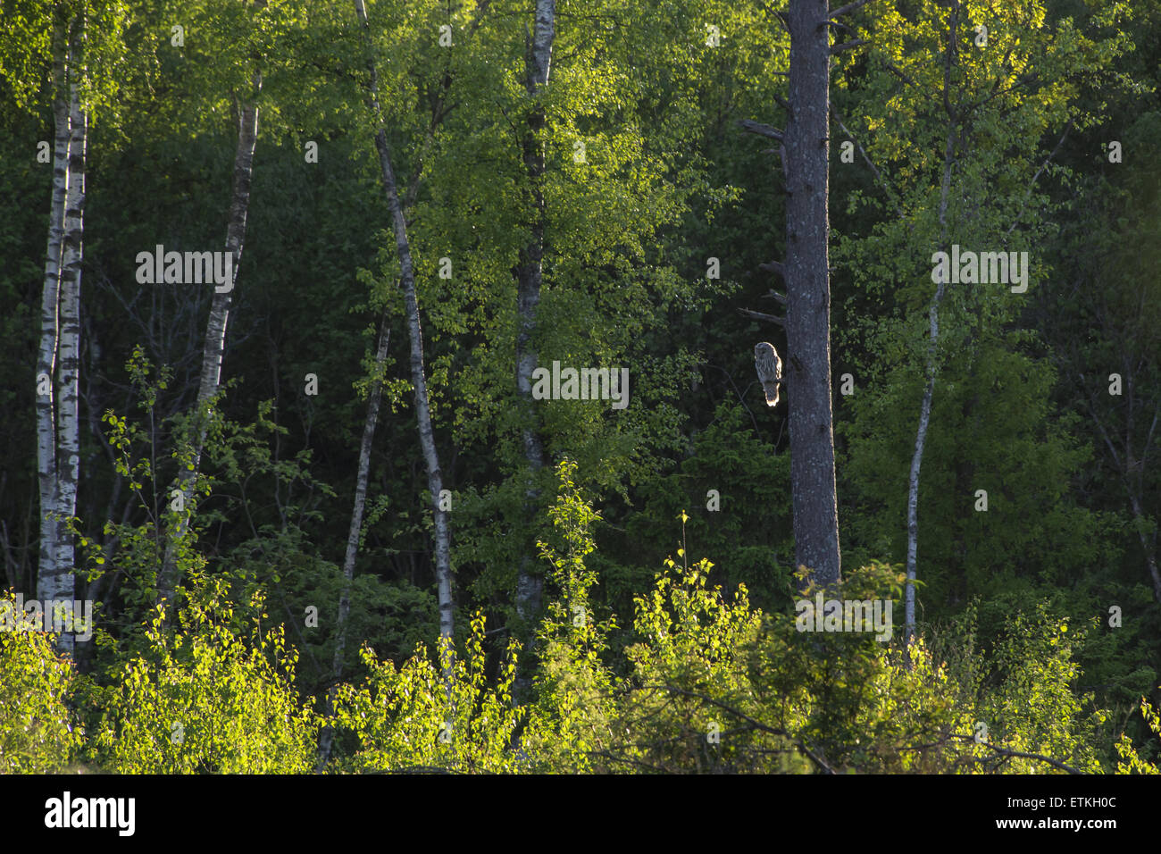 The Ural owl (Strix uralensis Stock Photo - Alamy
