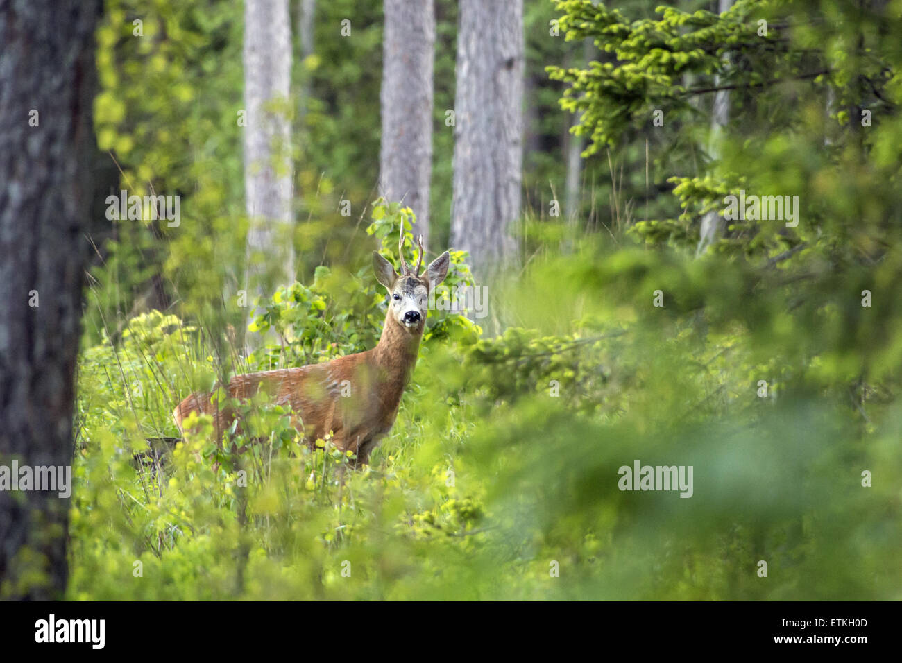 Capreolus capreolus forest hi-res stock photography and images - Alamy