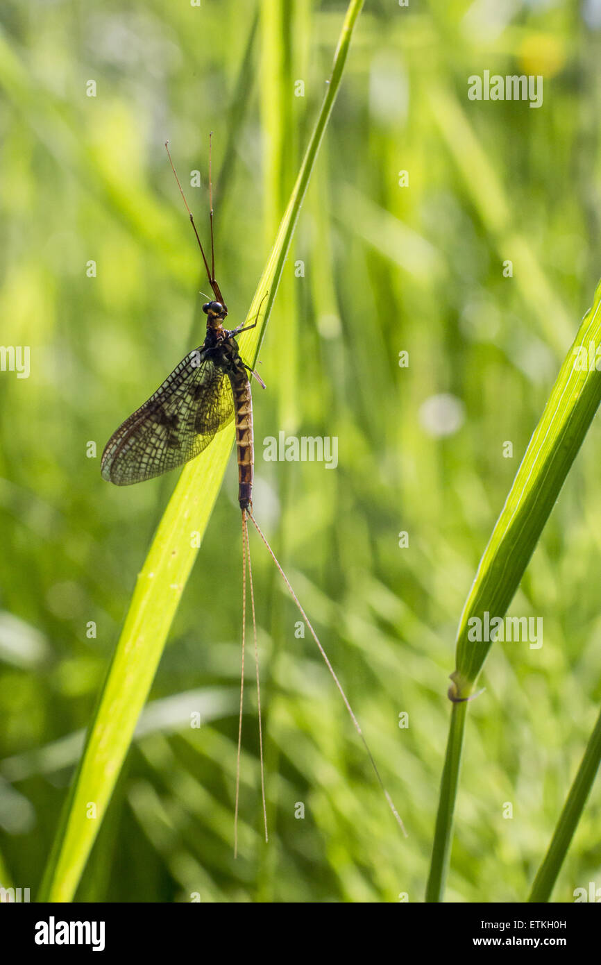 The mayfly (order Ephemeroptera Stock Photo - Alamy