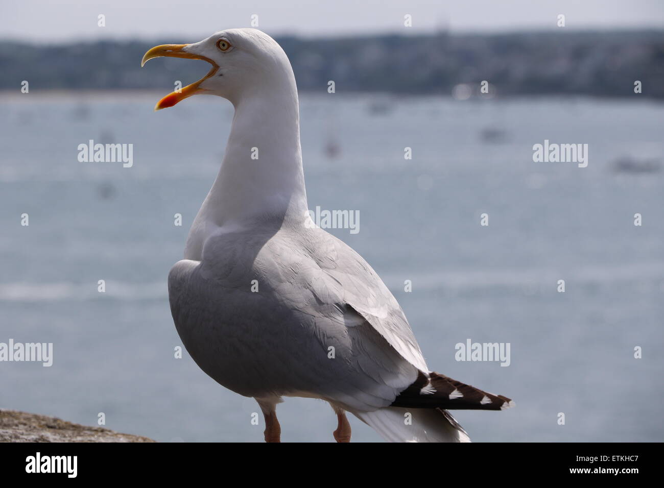 A gull of St Malo, France Stock Photo - Alamy