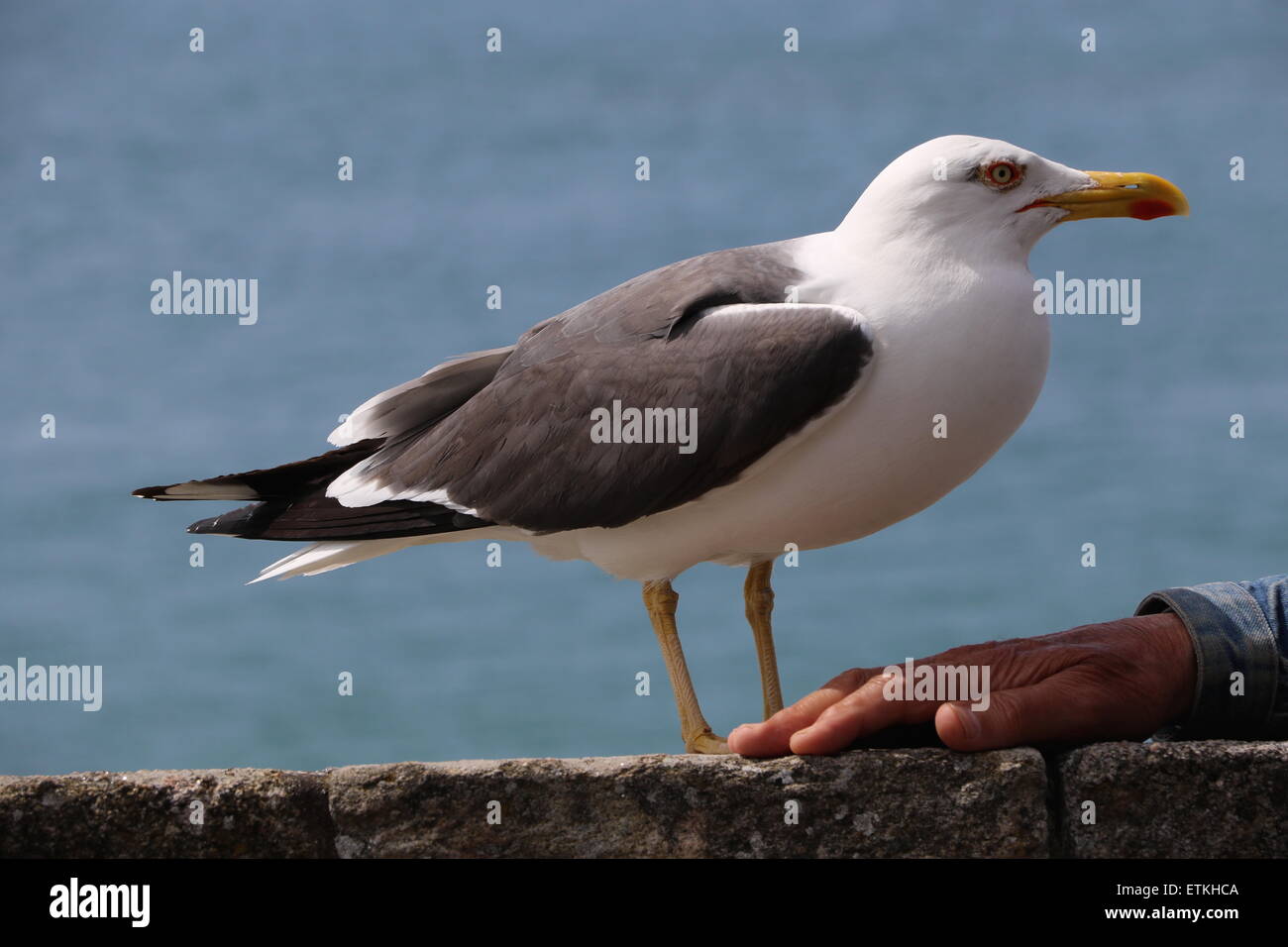 A gull of St Malo, France Stock Photo - Alamy