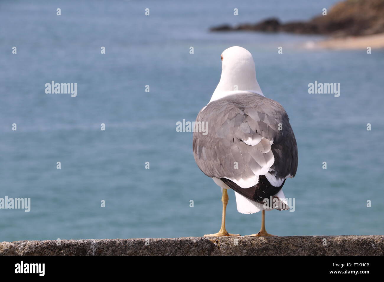A gull of St Malo, France Stock Photo - Alamy