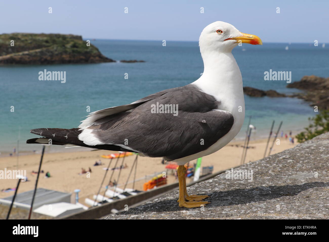A gull of St Malo, France Stock Photo - Alamy