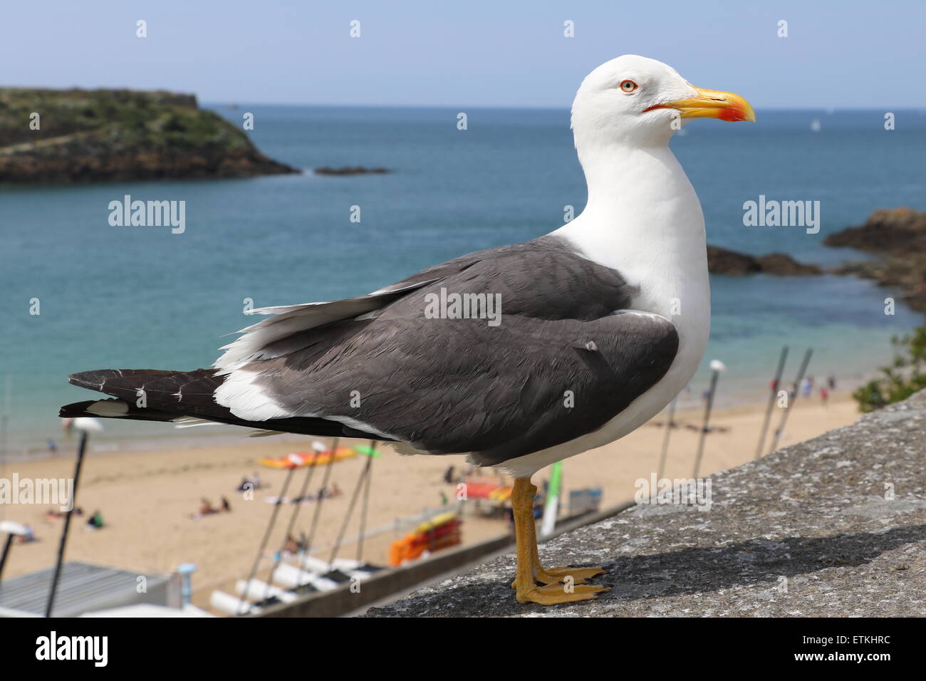 A gull of St Malo, France Stock Photo - Alamy