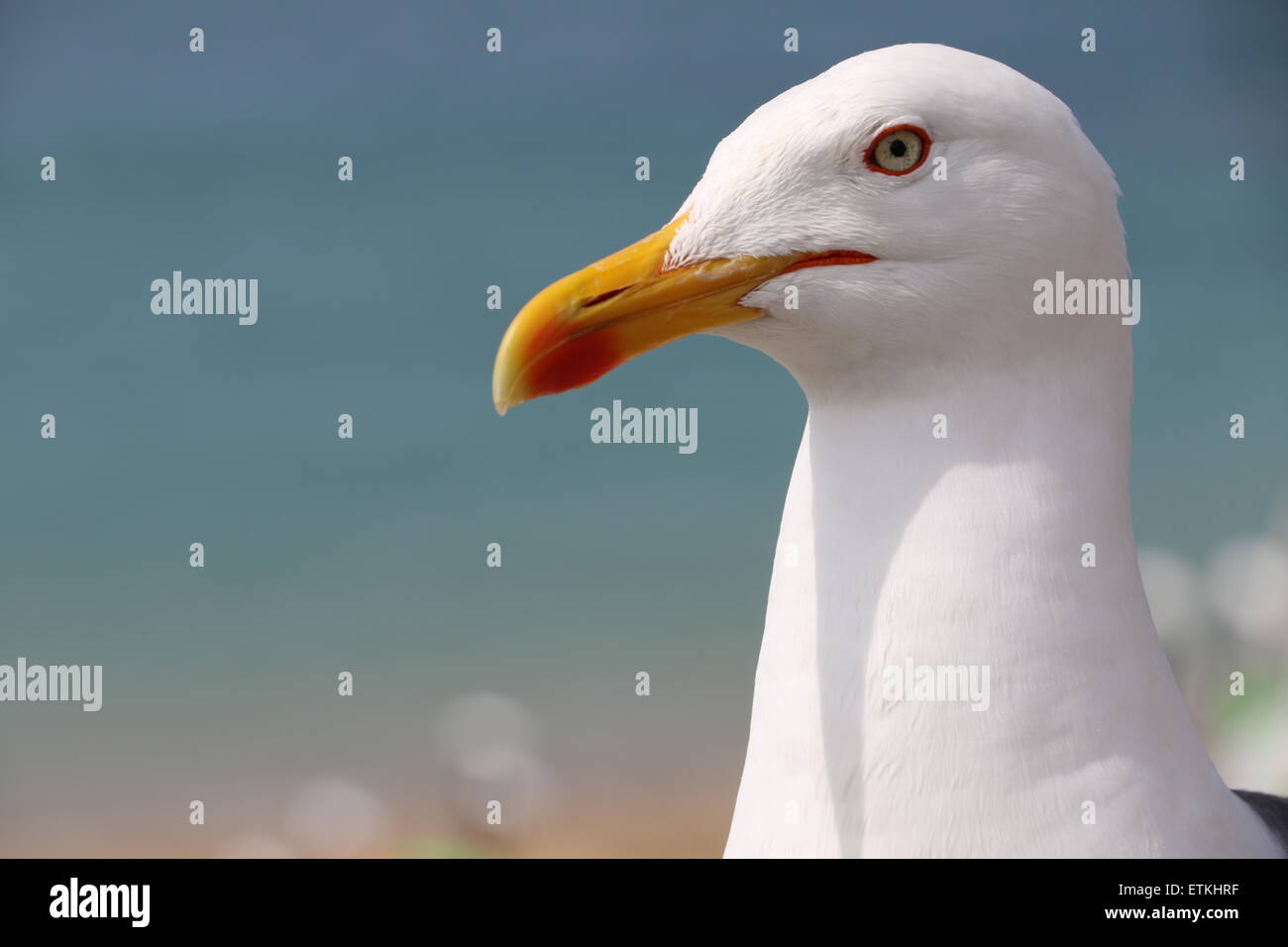 A gull of St Malo, France Stock Photo - Alamy