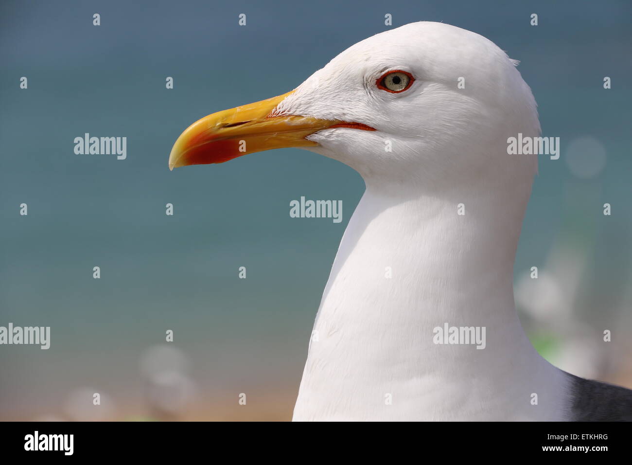 A gull of St Malo, France Stock Photo - Alamy