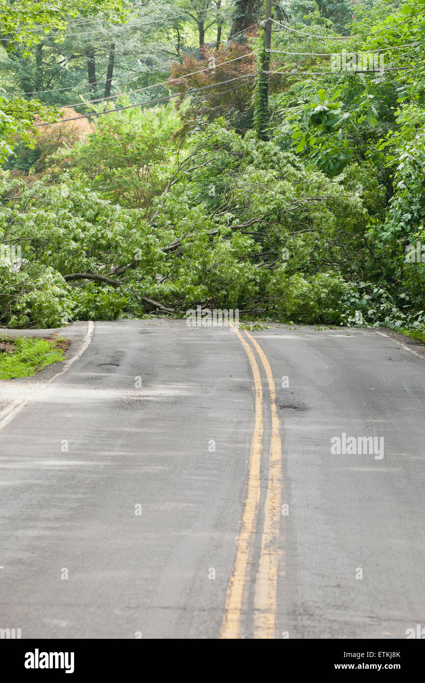 Fallen tree in roadway - USA Stock Photo - Alamy