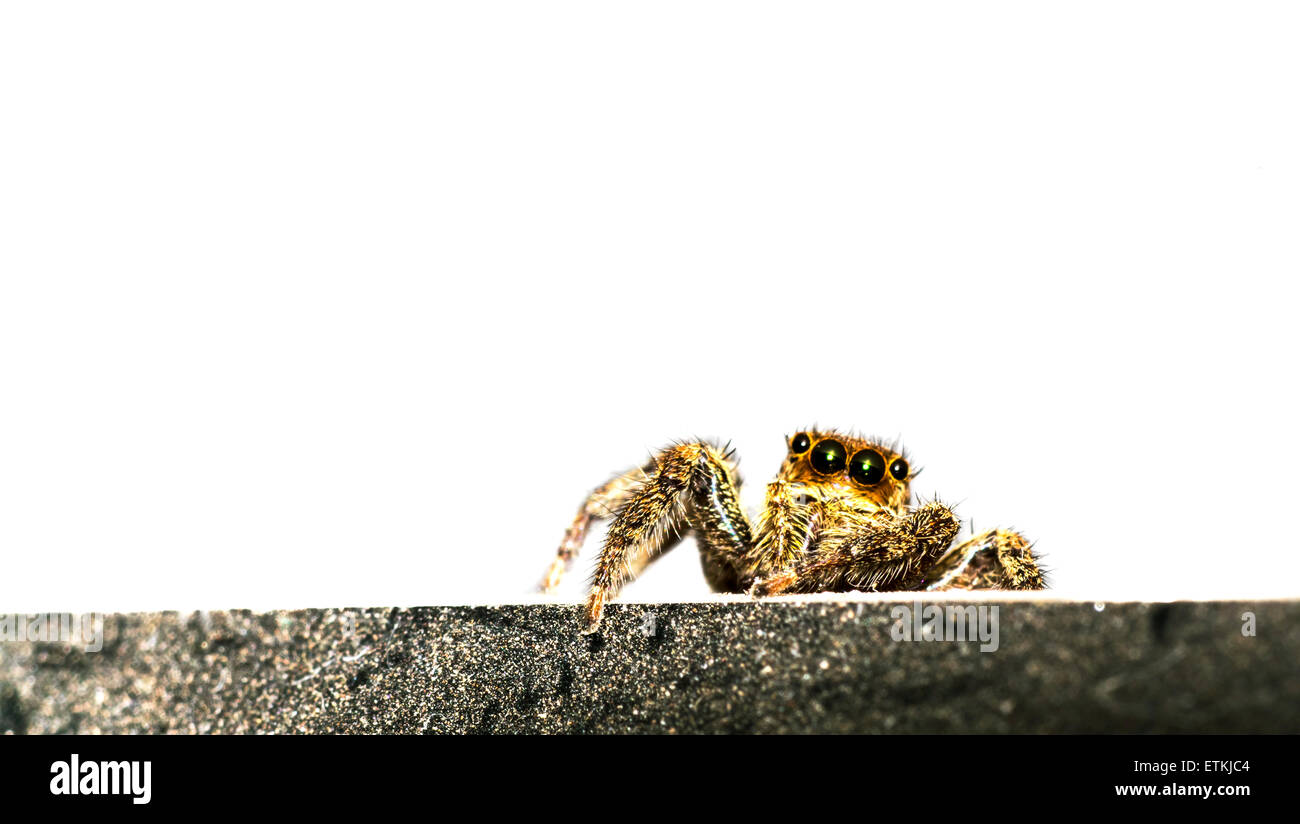 Spider camera hi-res stock photography and images - Alamy