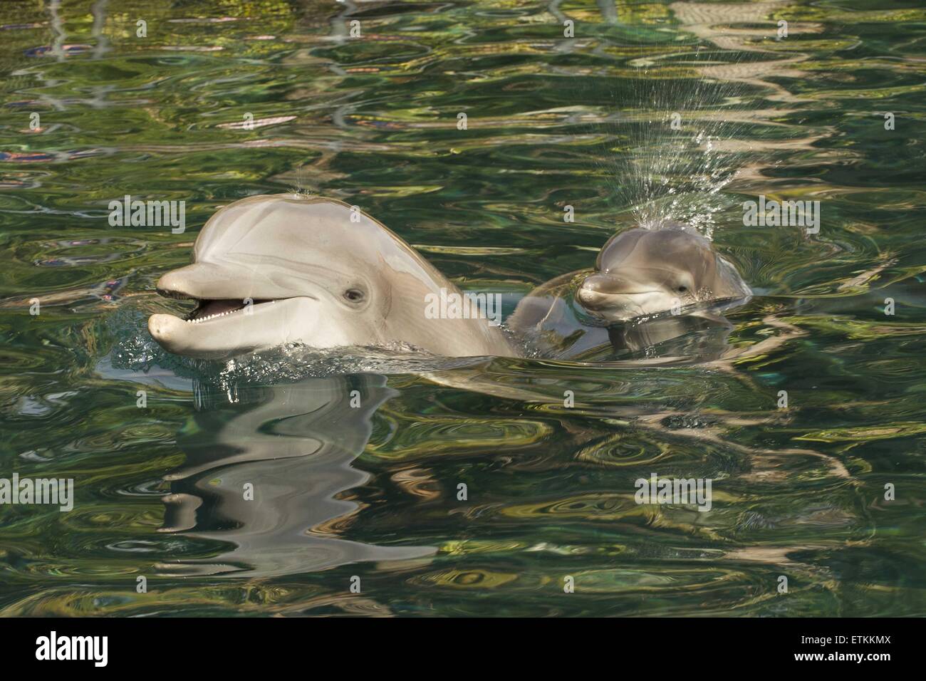 Mother and calf bottlenose dolphin hi-res stock photography and images ...