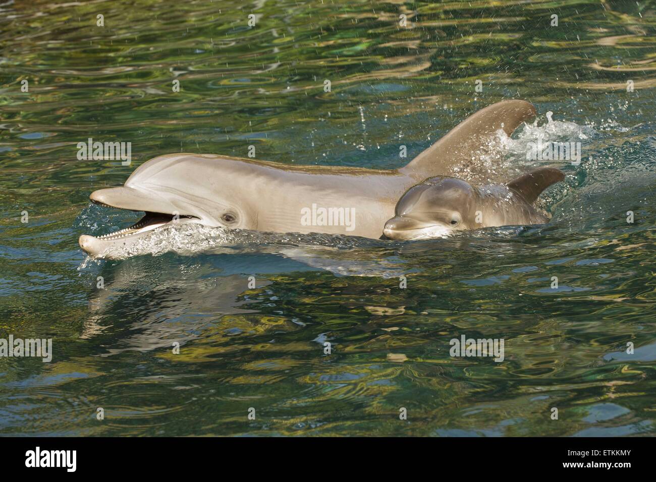 Female Atlantic Bottlenose Dolphin Born at Discovery Cove Discovery ...