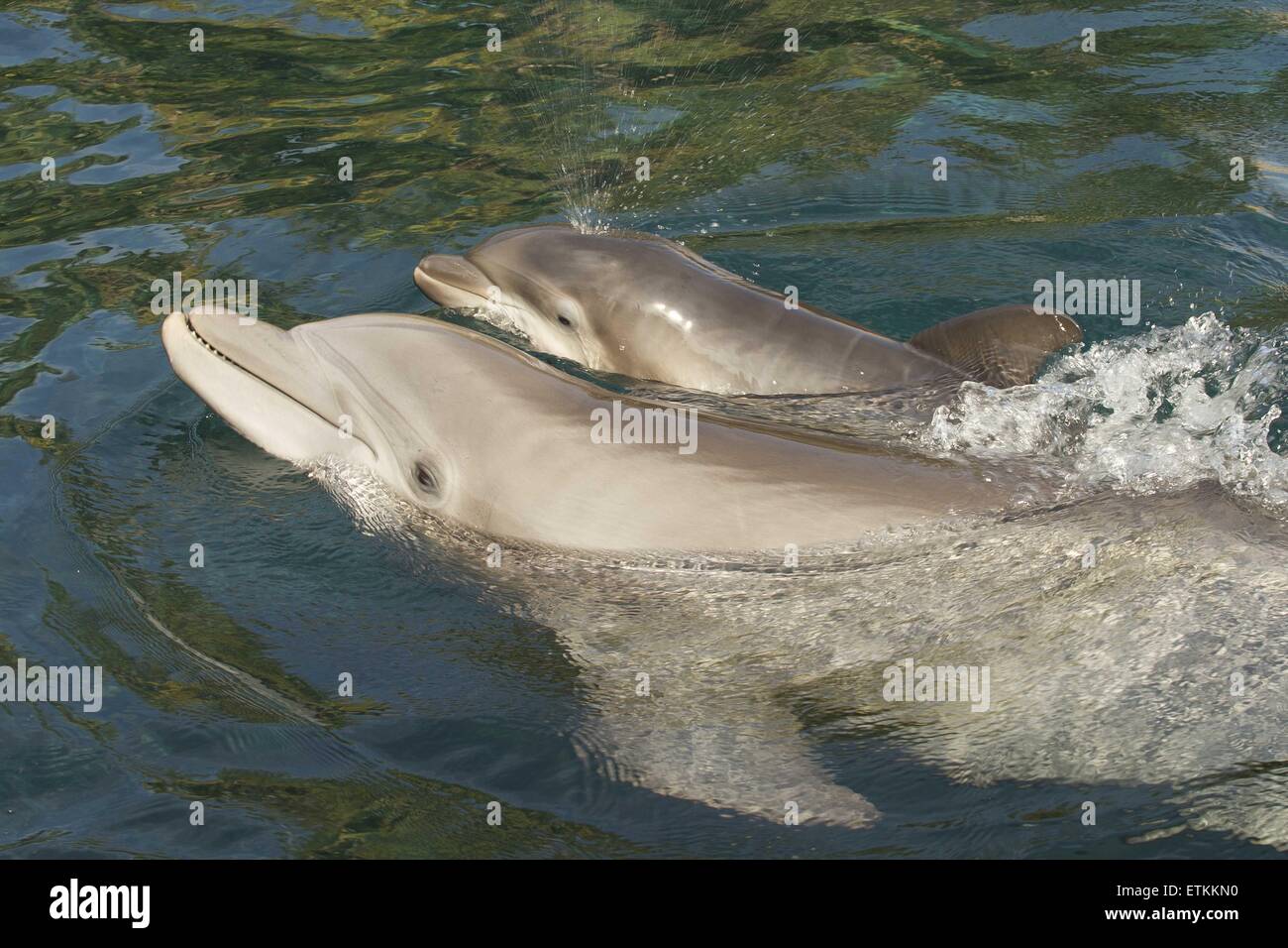 Female Atlantic Bottlenose Dolphin Born at Discovery Cove Discovery ...