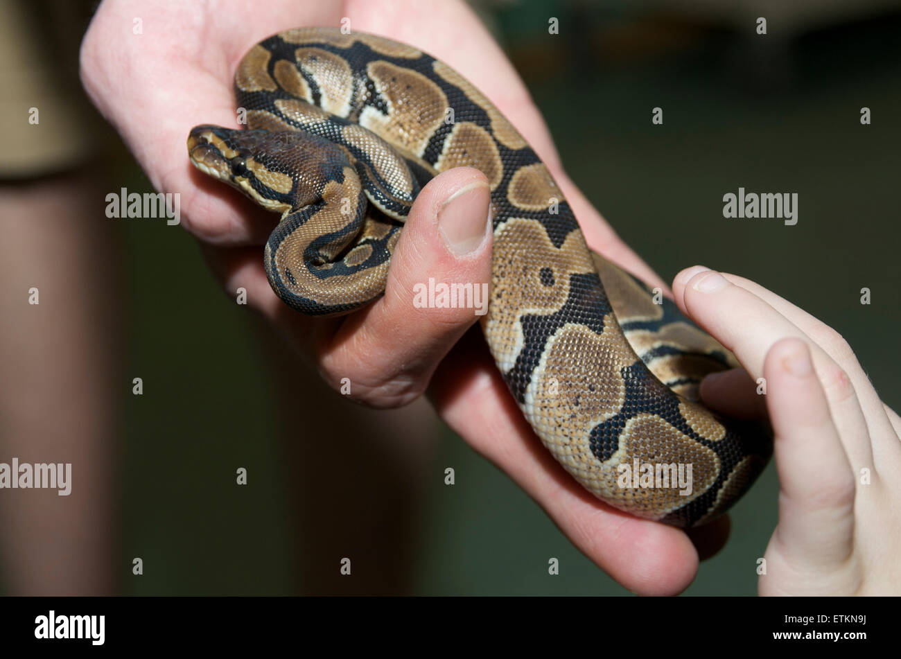 Snake handler zoo hi-res stock photography and images - Alamy